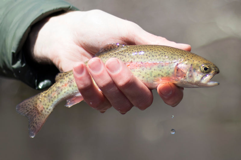 It's Time for Stockies – White Water Outfitters