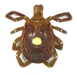 WATCH OUT FOR TICKS! – White Water Outfitters