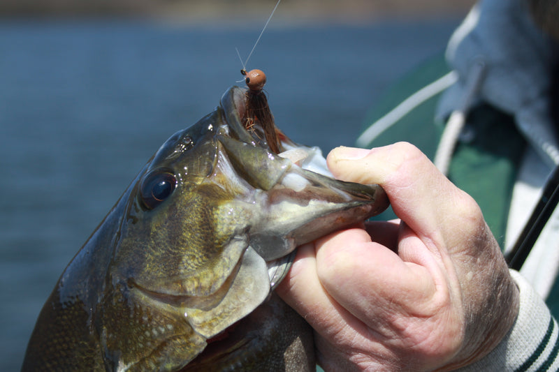 Jig Gently for Late Season Bigmouths and Bronzebacks – White Water ...