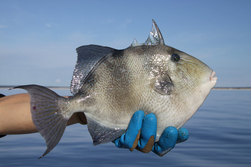 Take Aim At Triggerfish – White Water Outfitters